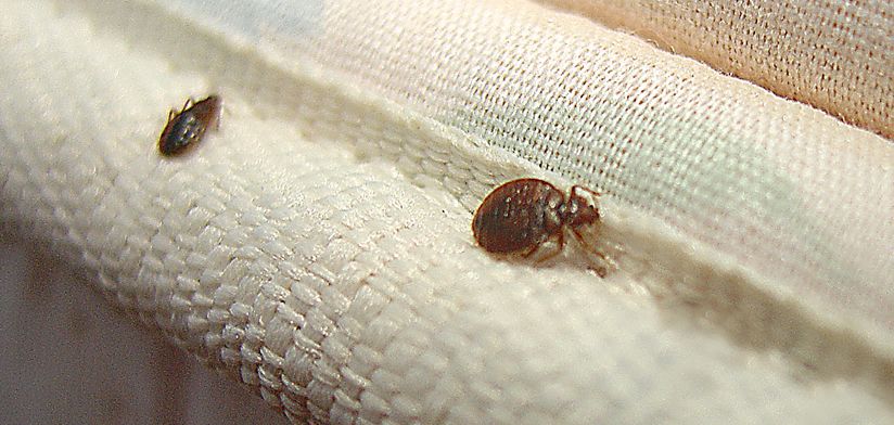 Cea mai buna solutie pentru plosnite - Cum sa scapi de plosnitele de pat